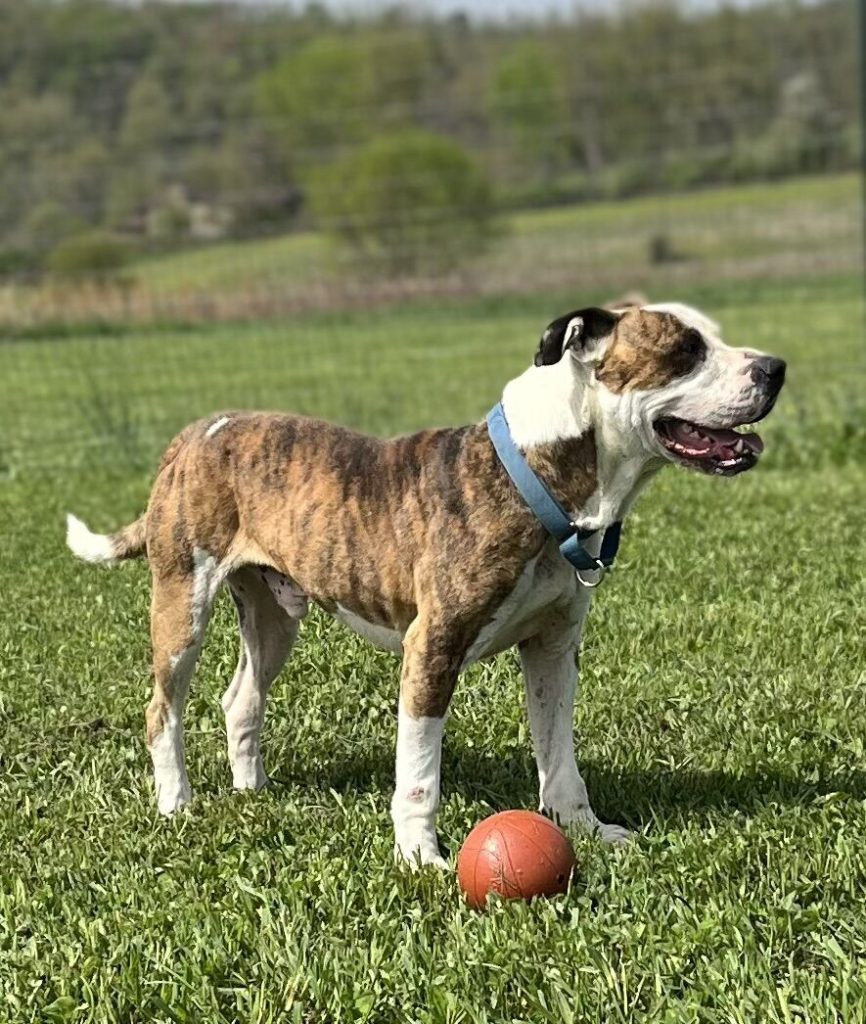 Fayette Friends of Animals brings back Alumni Family Fun Day - Herald ...